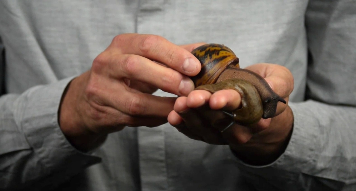 How to direct inexperienced presenters - LLInC